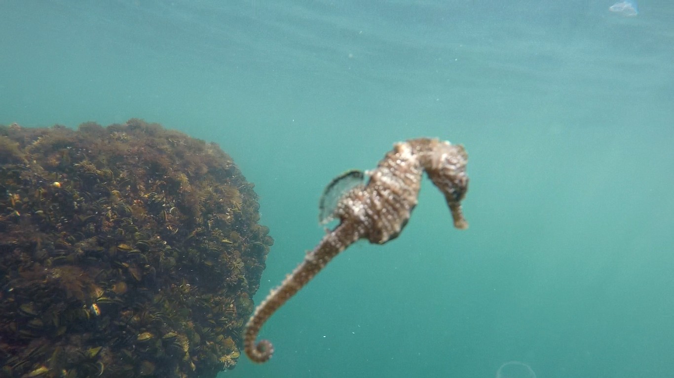 Peștii din Marea Neagră – Marea Neagră