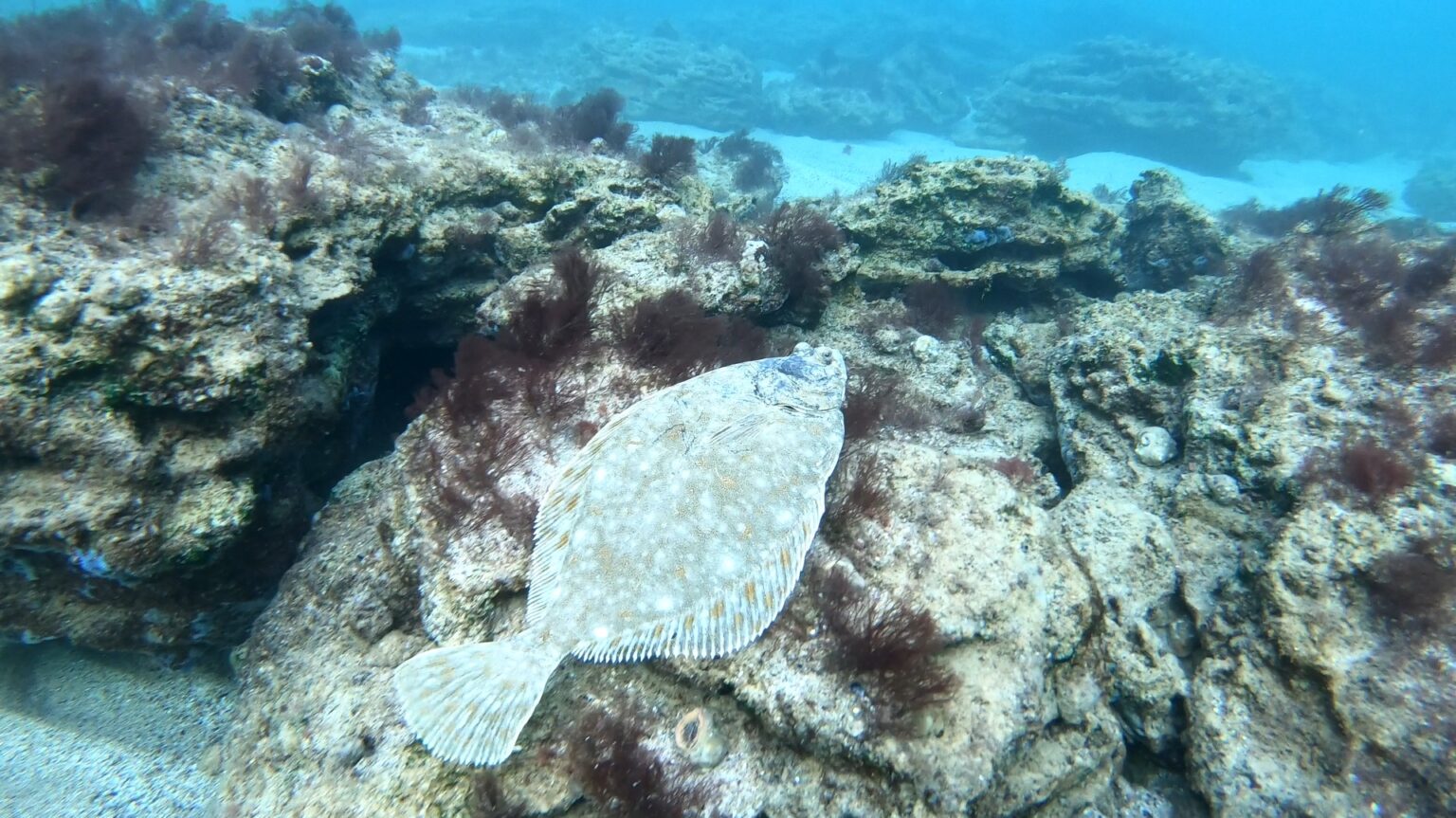 Cambula – Marea Neagră