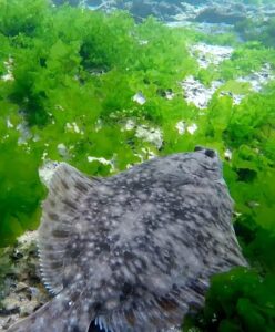 Peștii din Marea Neagră – Marea Neagră