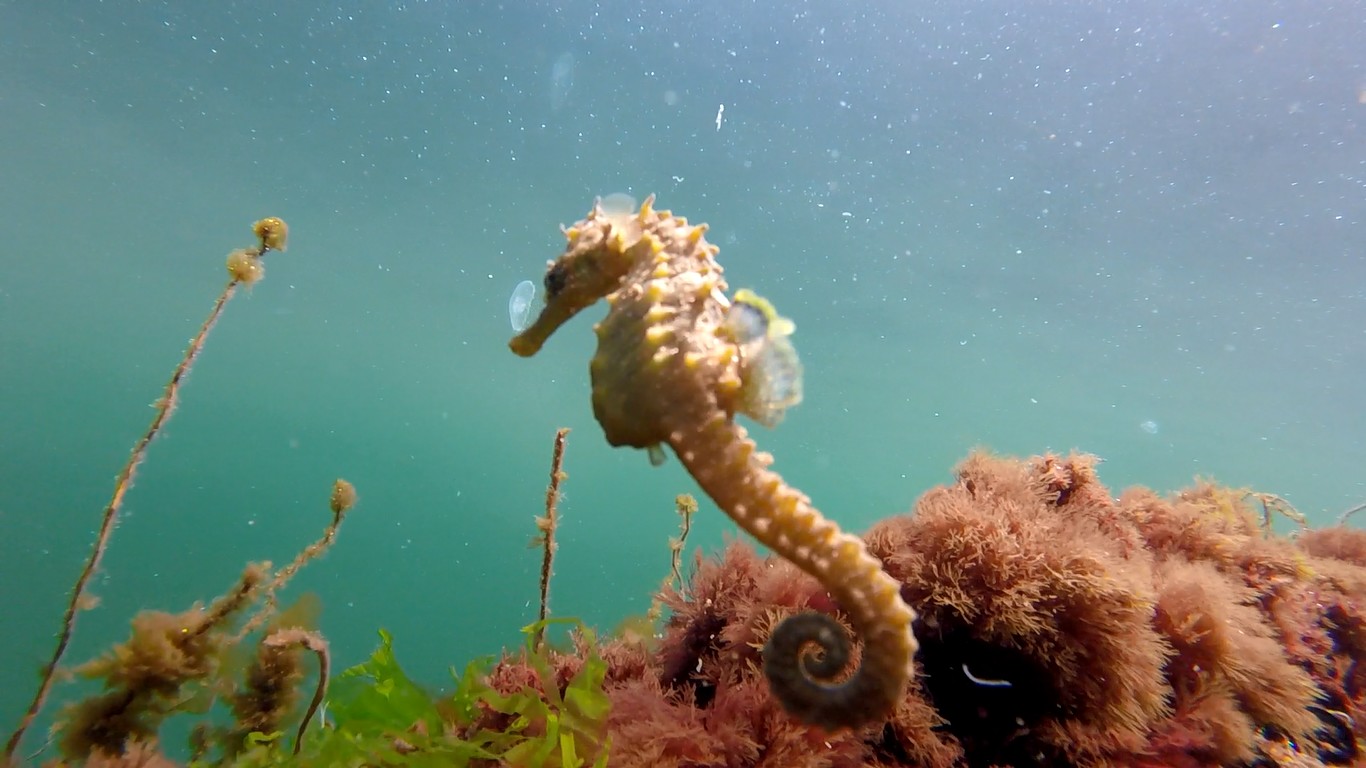 Căluțul de mare – Marea Neagră