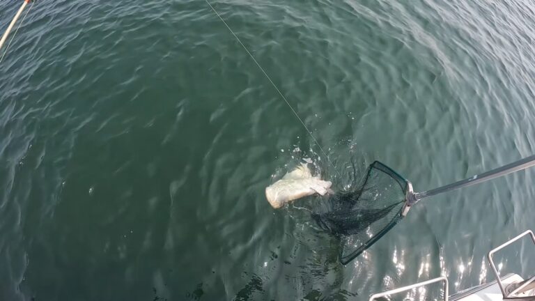 Pescuit la Pisica de mare – Marea Neagră