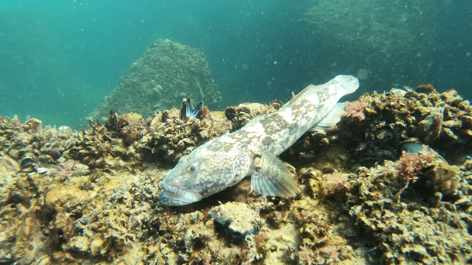 Hănușul din Marea Neagră – habitat și comportament