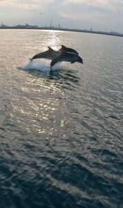 Peștii din Marea Neagră – Listă completă de specii
